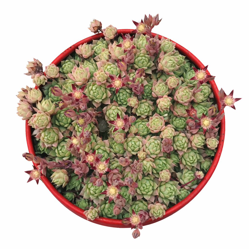 Graptopetalum macdougallii SEEDS | Grow Your Succulent Garden