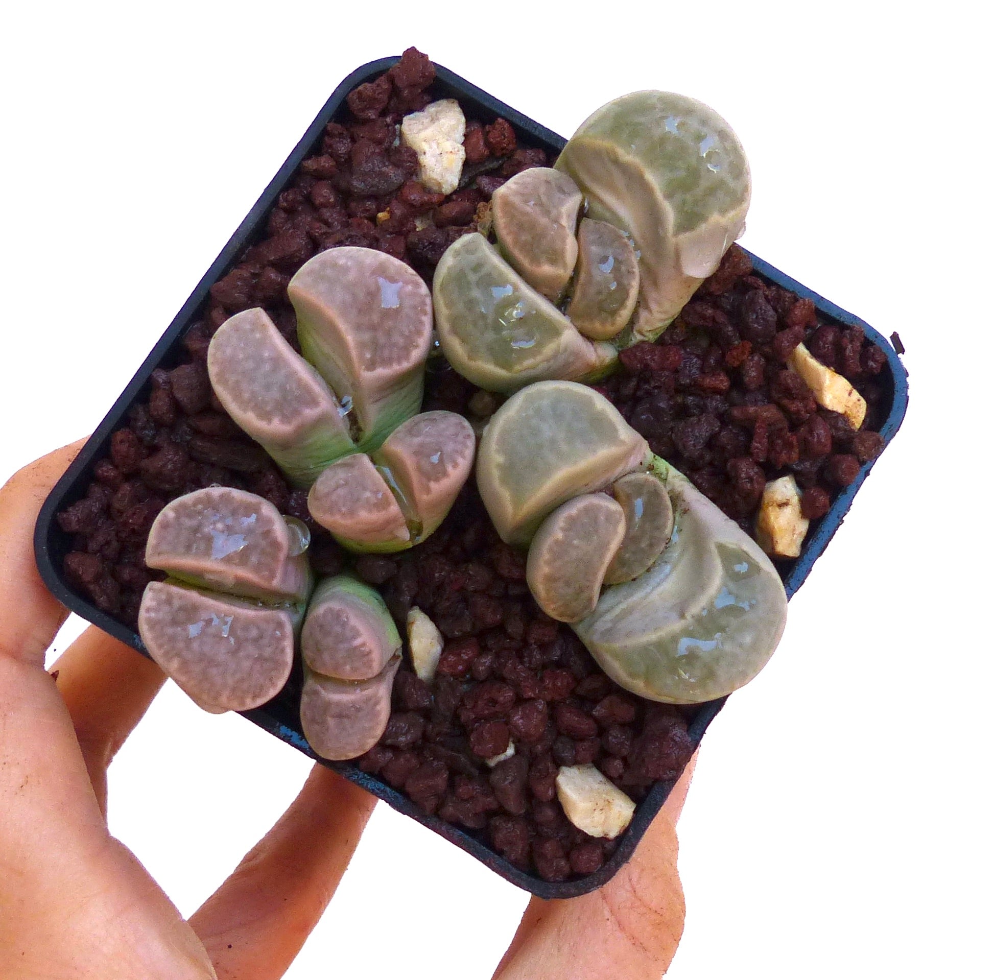 Lithops geyeri C274 | Botanical Archive | Semi | Acquista ora