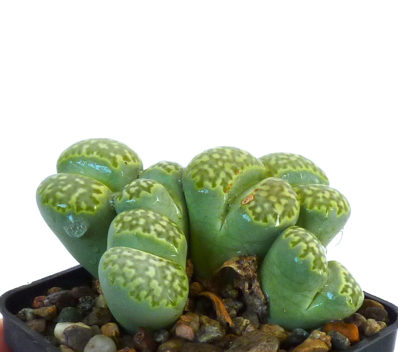 Lithops julii v. fulleri C056A | Botanical Archive | Seeds | Buy Now