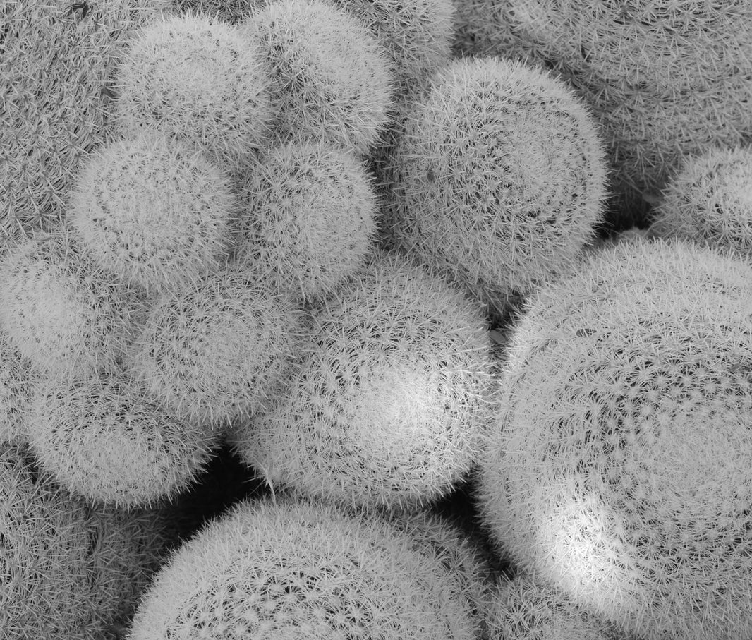 Collezione semi di Mammillaria | Botanical Archive | Acquista Ora