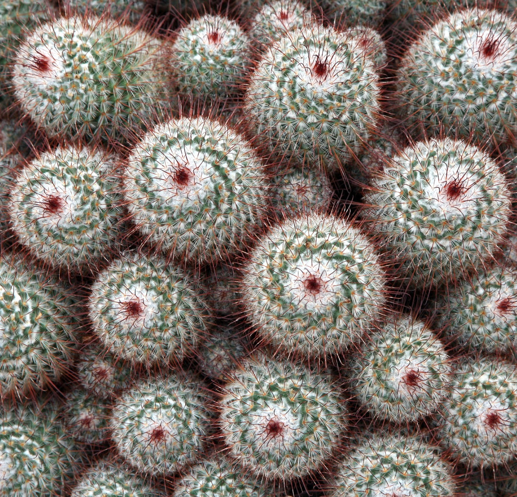 Collezione semi di Mammillaria | Botanical Archive | Acquista Ora