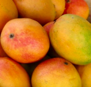 Mangifera indica | Rare Species for Collectors