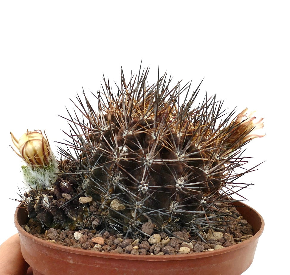 Neoporteria cachytayensis | Buy Now | Worldwide Shipping | Very Rare ...