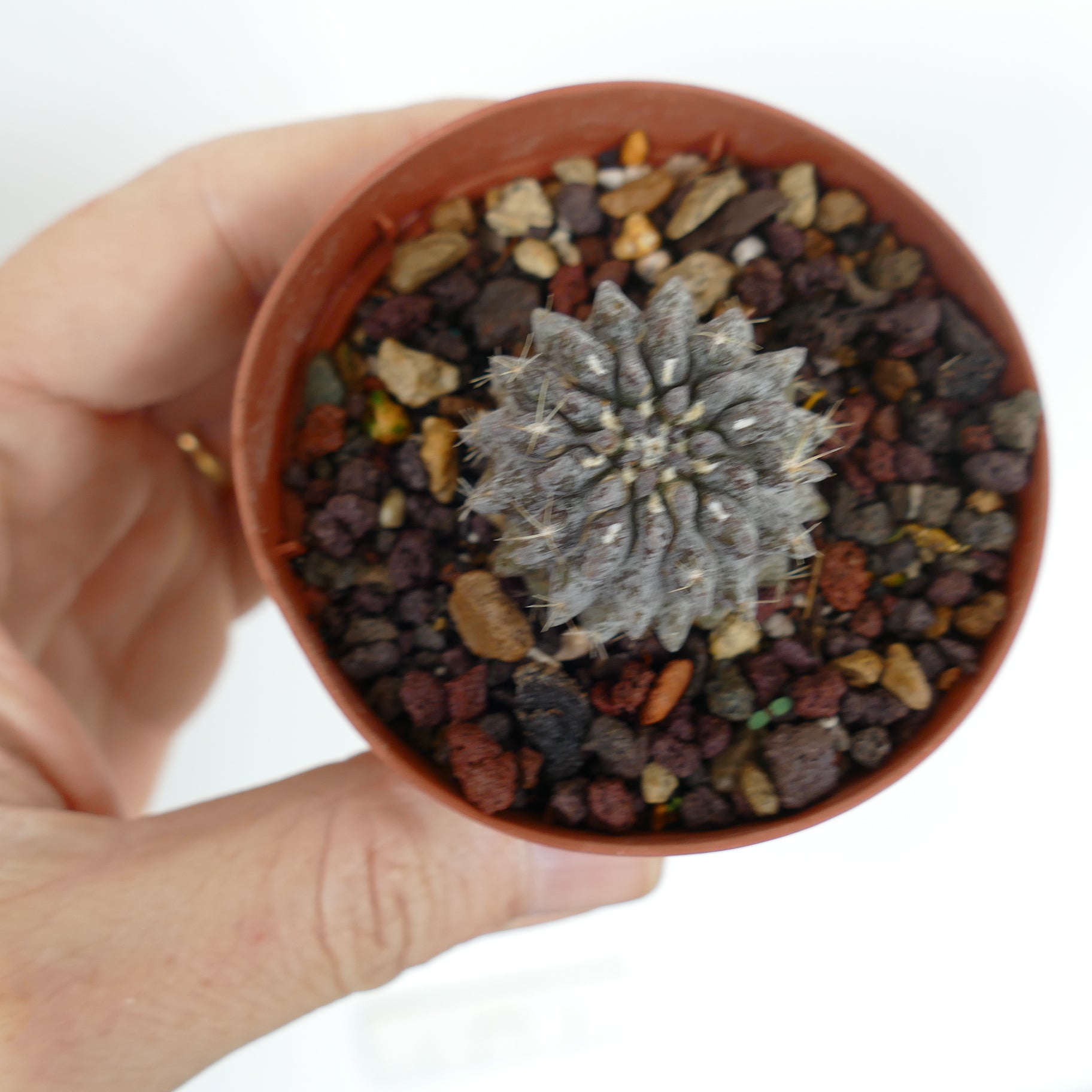 Neoporteria occulta | Botanical Archive | Acquista Ora e Arricchisci il ...