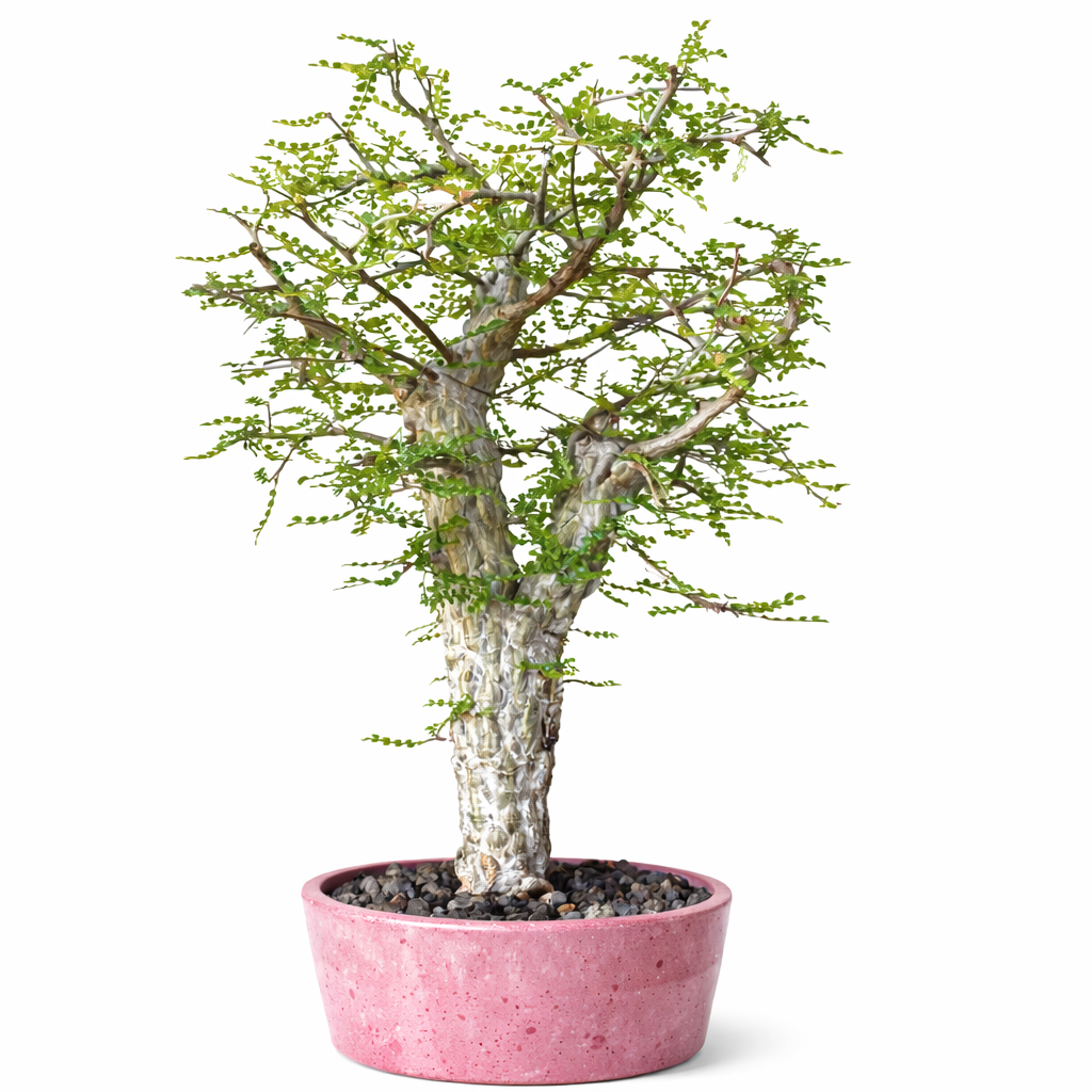 Neoporteria occulta | Botanical Archive | Worldwide Shipping | Buy Now