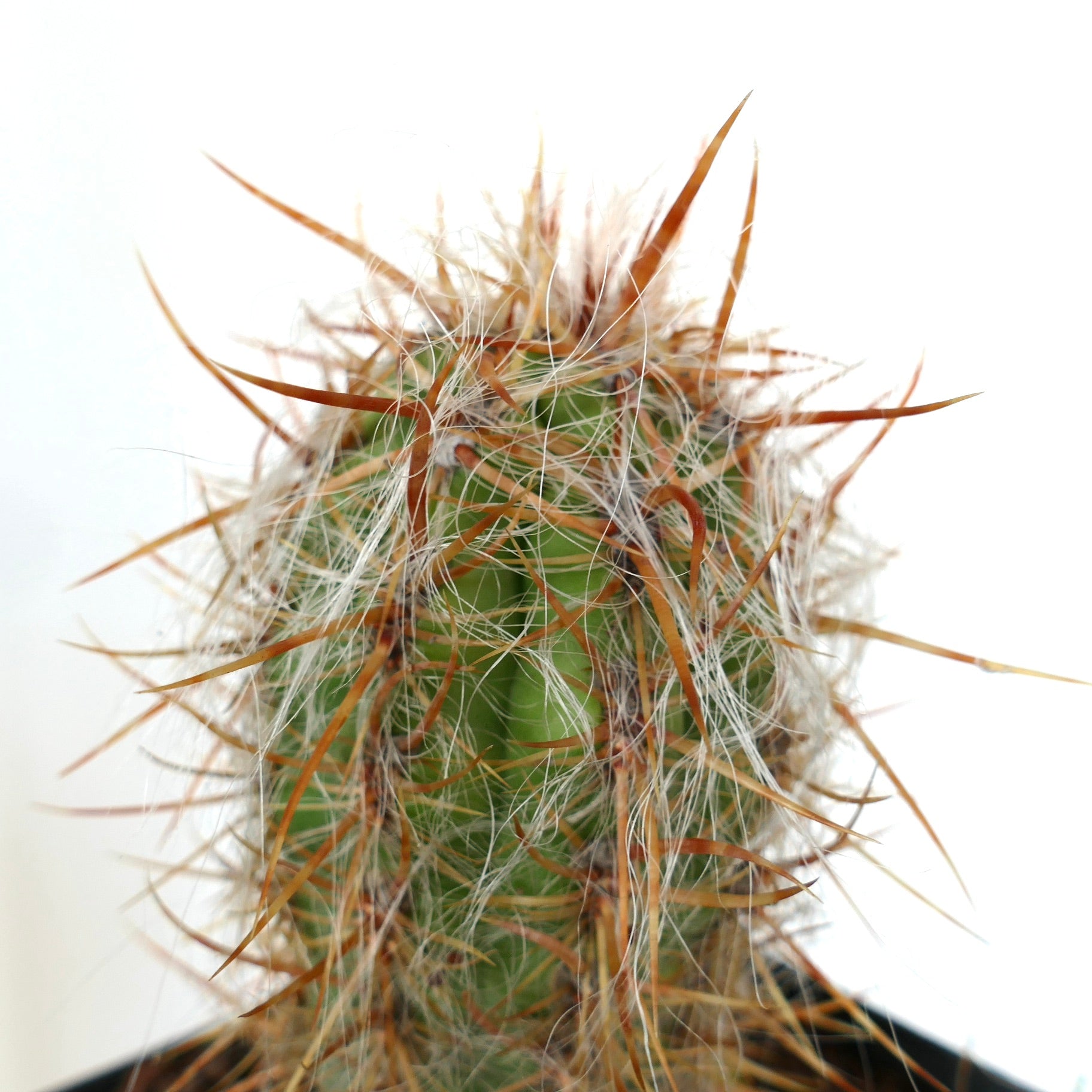 Oreocereus celsianus | Acquista dai nostri prodotti Cactus | Molto raro ...