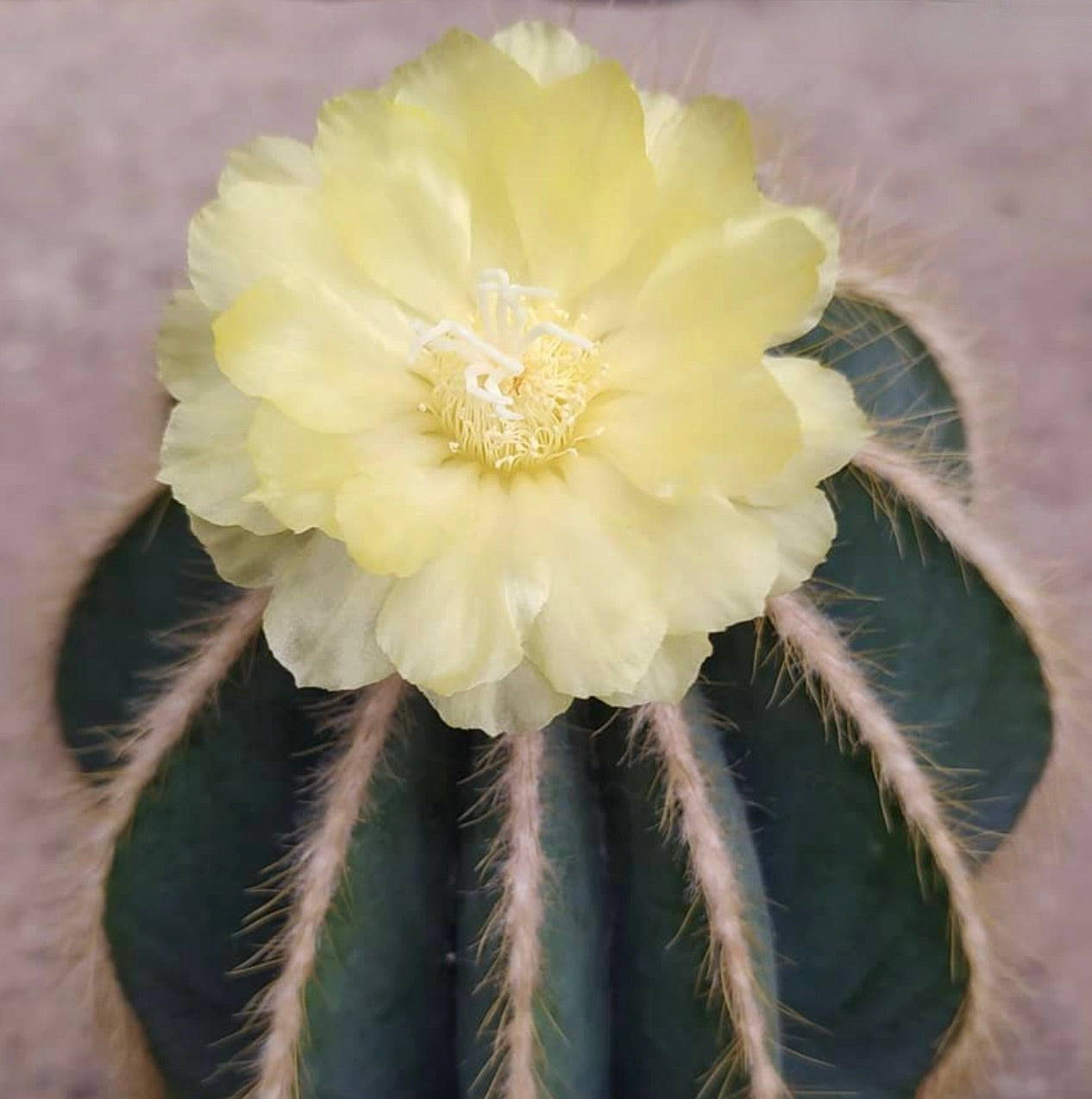 Parodia magnificus | Unique Cactus Seeds for Collectors