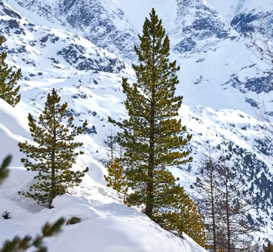 Pinus cembra SEMENTES | Transforme a Sua Paisagem com Pinheiros Majestosos