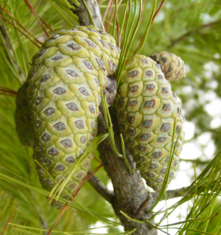 Pinus greggii | Seeds | Botanical Archive | Grow Pine Trees