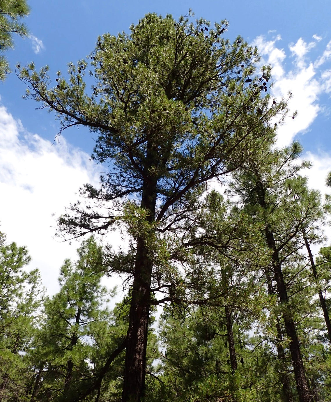 Pinus leiophylla | Seeds | Botanical Archive | Resilient Pine Seeds