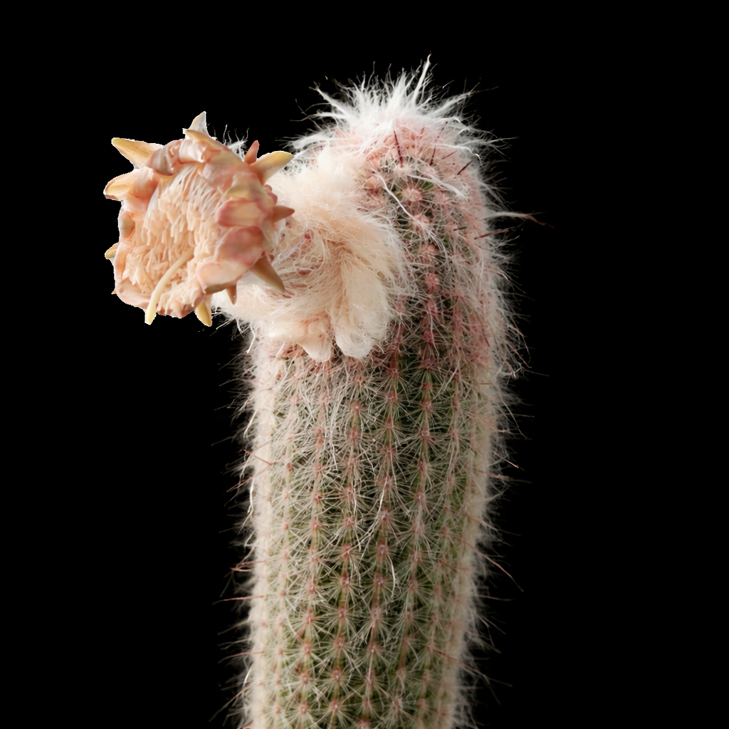 Pseudoespostoa melanostele SEEDS | Exotic Cactus for Unique Gardens