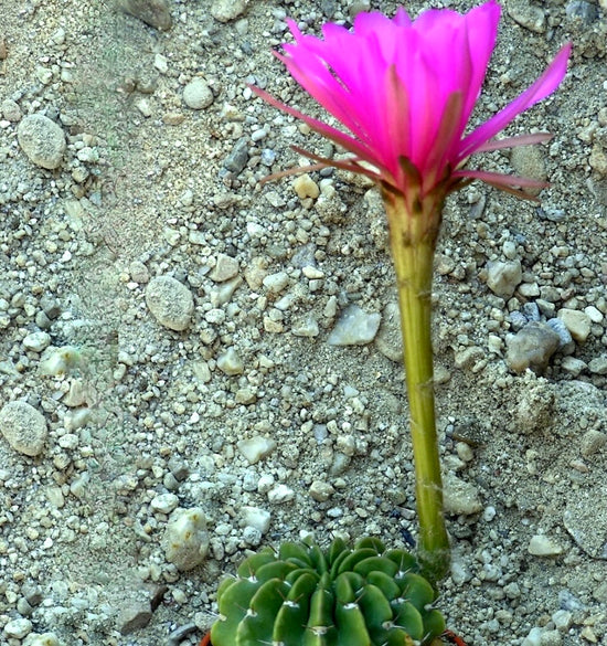 Pseudolobivia frankii | Semi Rari per Amanti dei Cactus