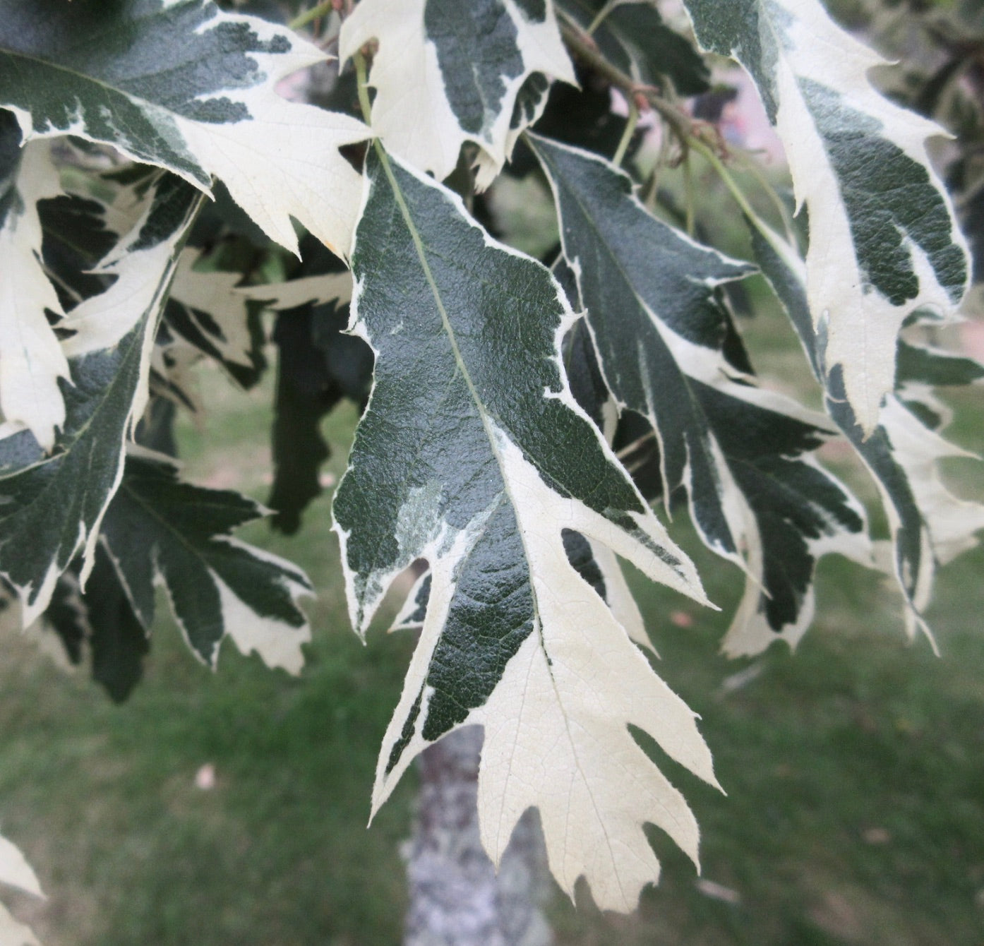 Quercus cerris cv "CLOUD DREAM" | White Variegated Oak | Rare Plants