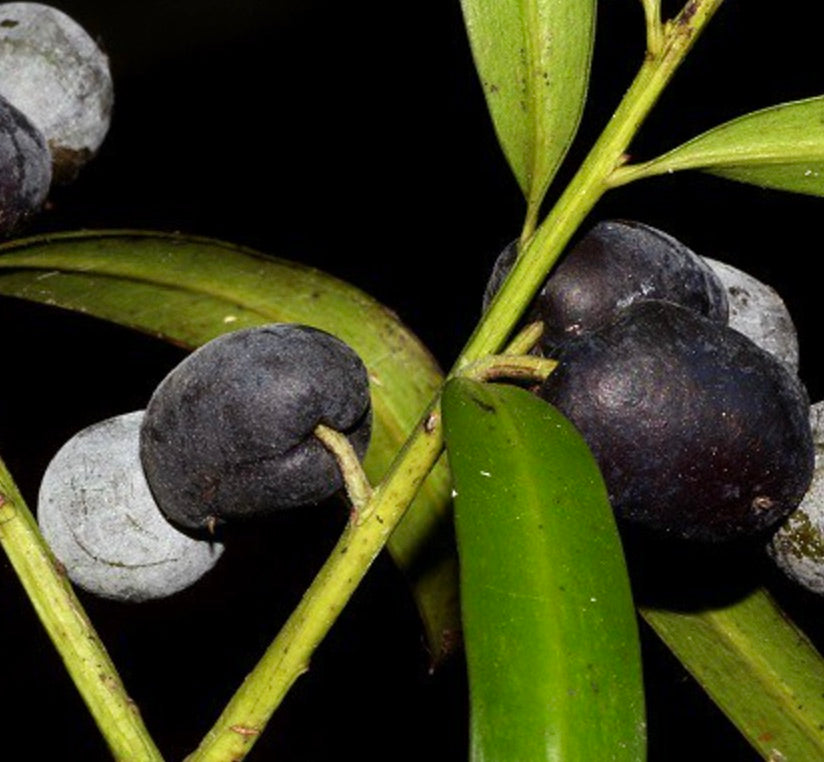 Podocarpus elatus | Botanical Archive | Unique Conifer with Plum-like Fruit