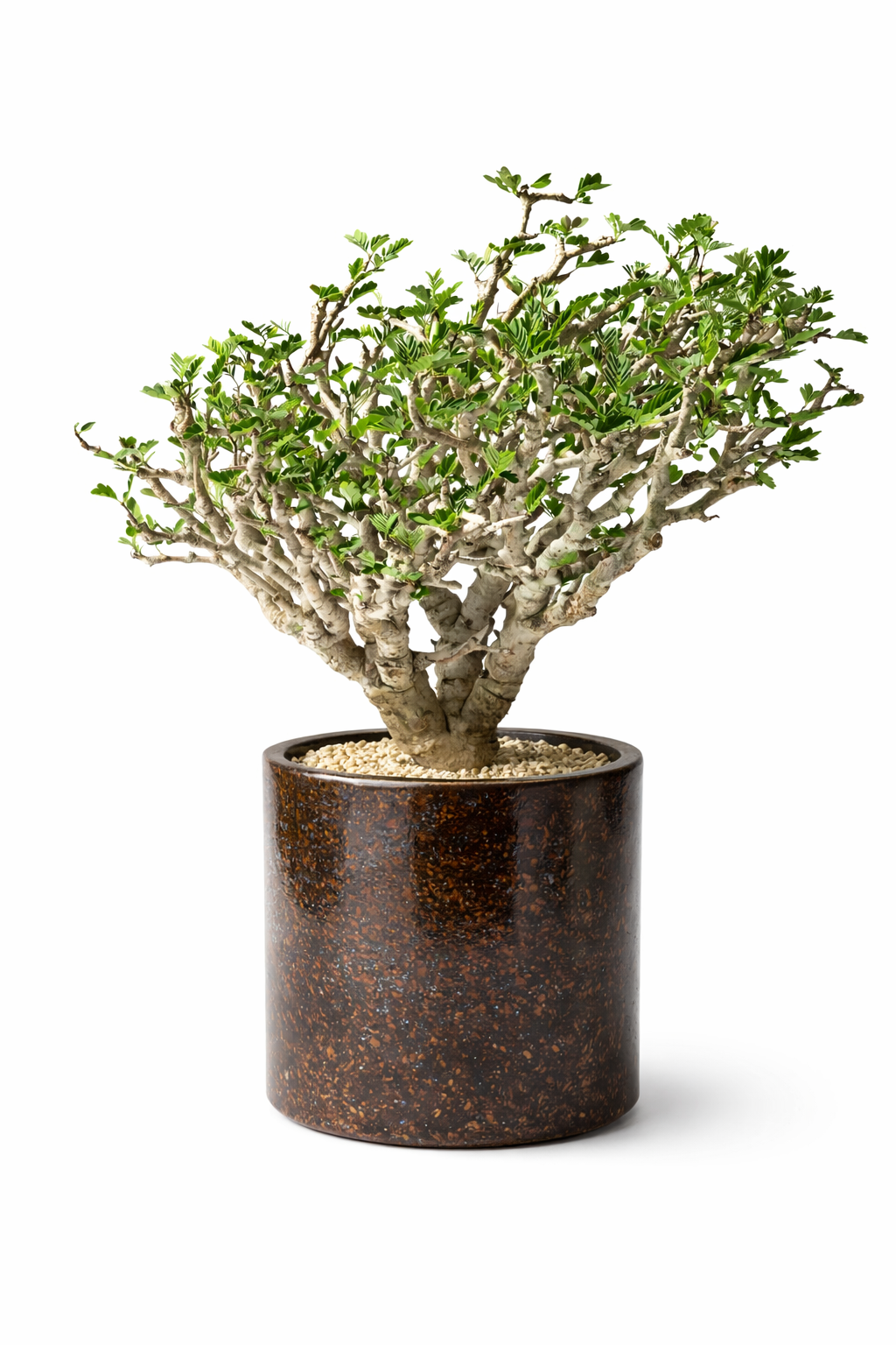 Senna meridionalis SEEDS | Start Your Exotic Garden Today