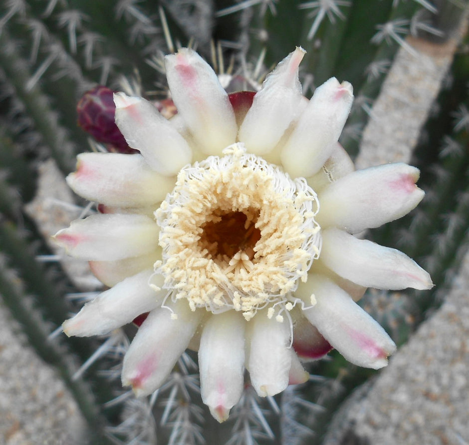 Collezione semi di Stenocereus | Botanical Archive | Acquista Ora