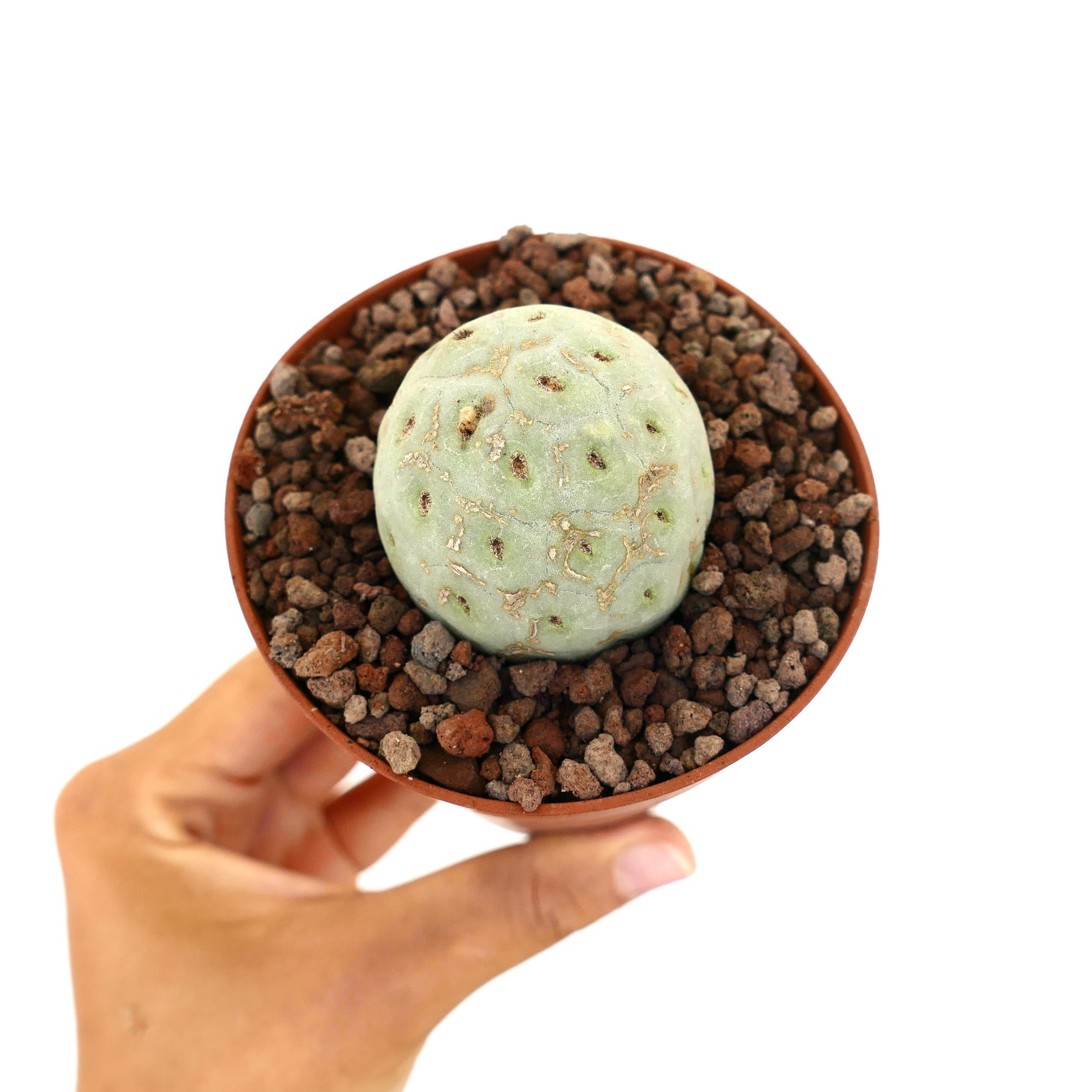 Tephrocactus Geometricus Botanical Archive Rare Find