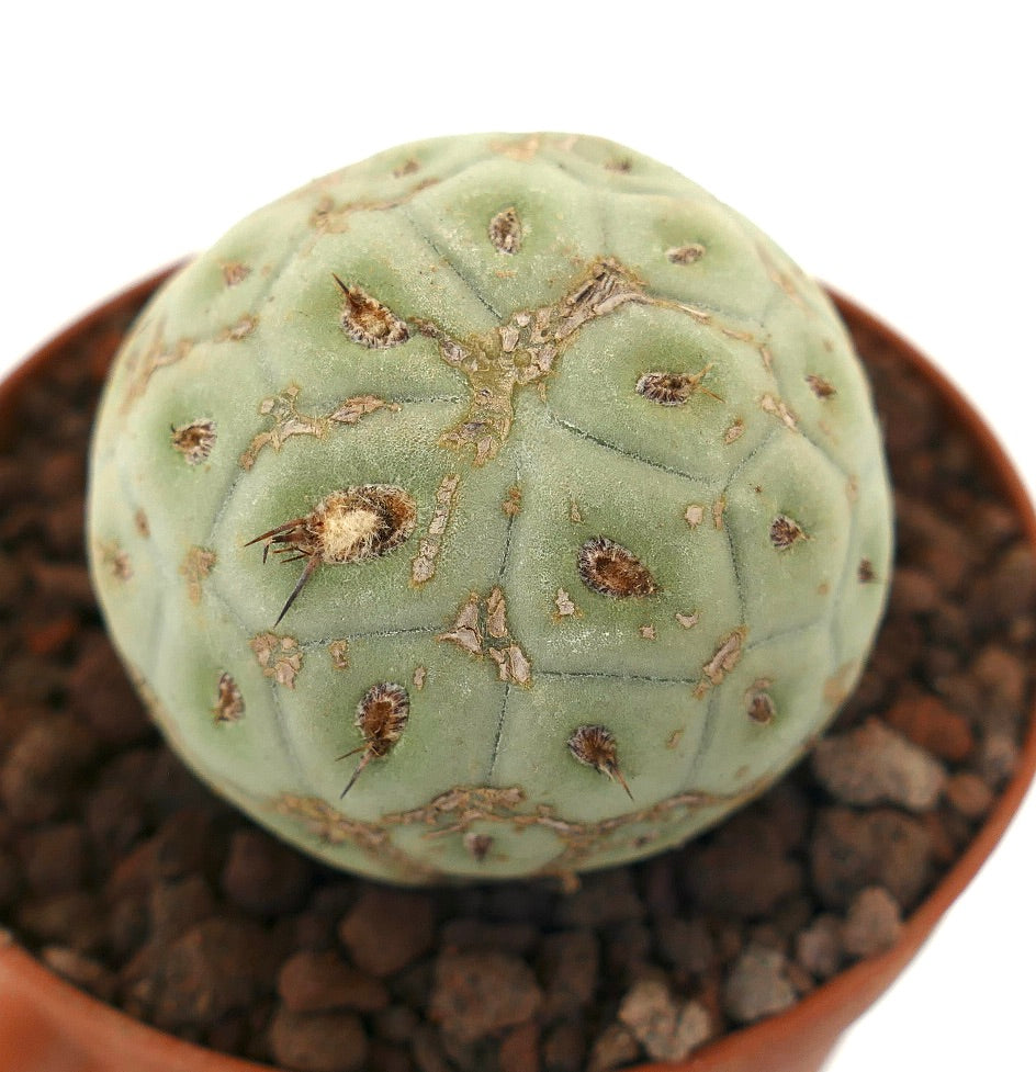 Tephrocactus geometricus | Botanical Archive | Unique Cactus Sale