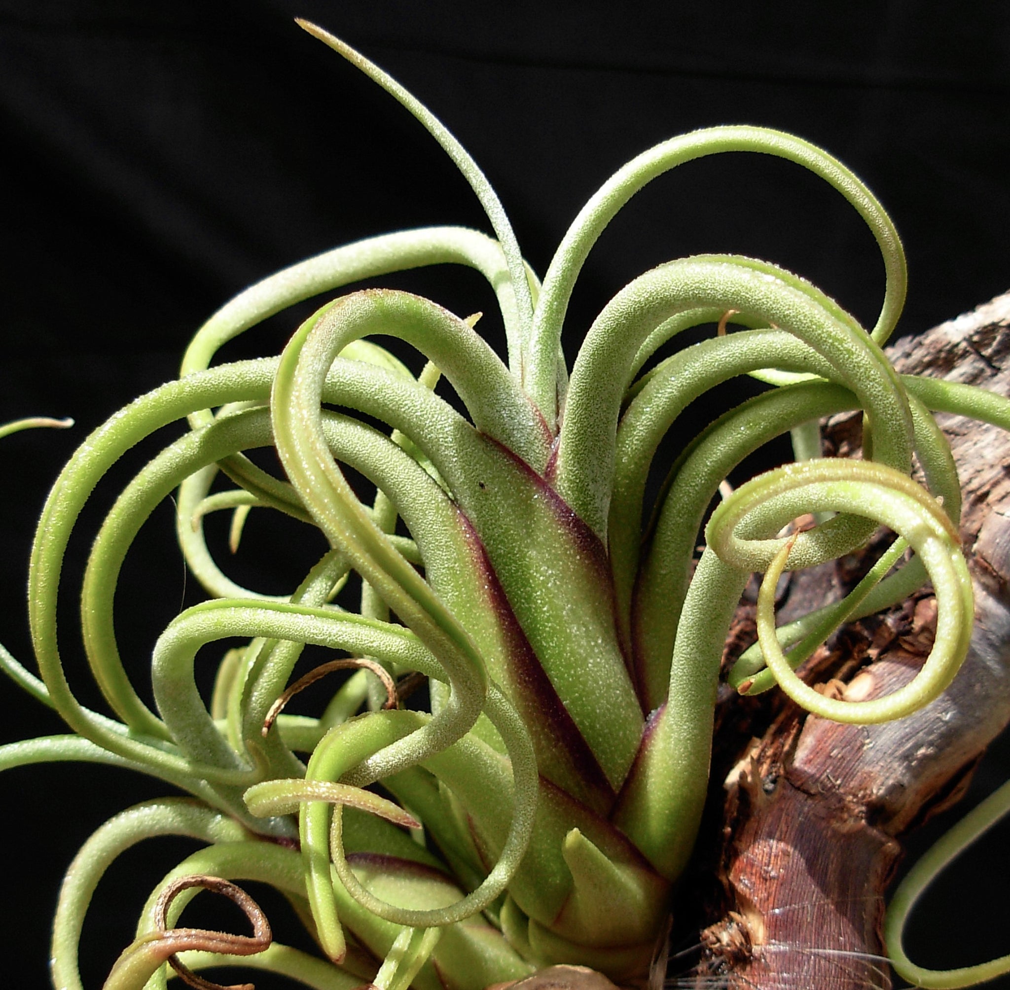 Tillandsia caput medusa | Botanical Archive | Unique Air Plant