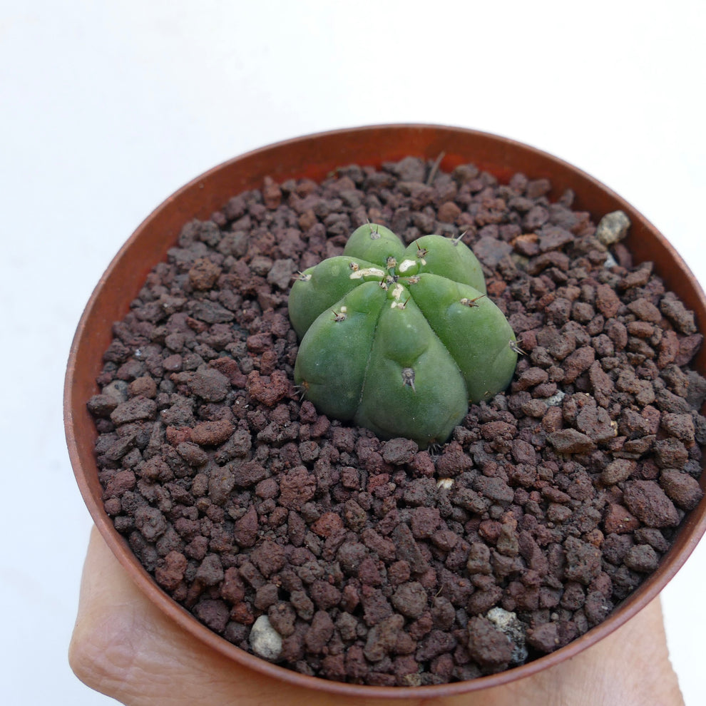 Trichocereus pachanoi FORM KIKKO | Botanical Archive | Rare Cactus