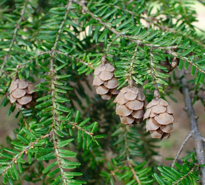 Collezione Tsuga | Botanical Archive | Acquista ora da noi