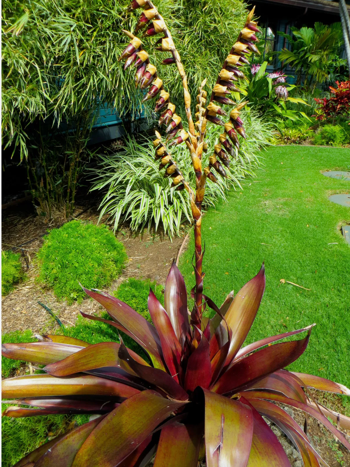 Vriesea sanguinolenta | Buy Now from our Shop | Very Rare Seeds