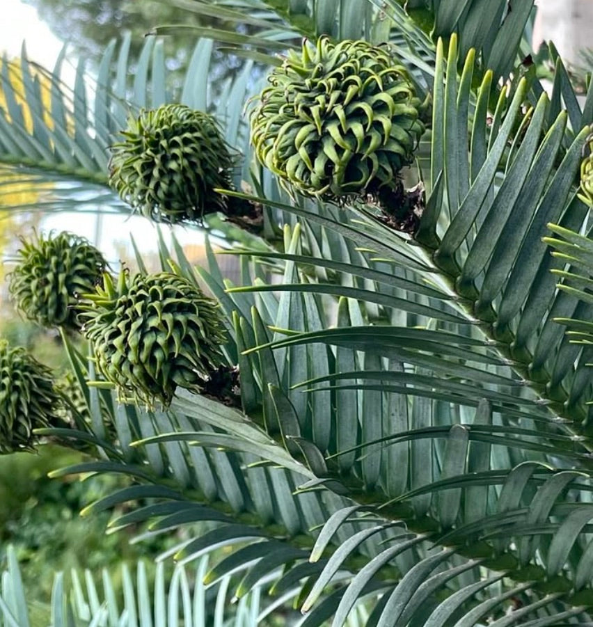 Wollemia nobilis | Discover This Ancient Living Fossil Tree