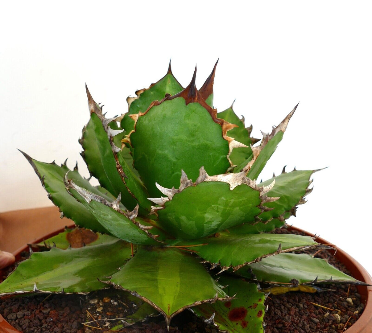 Agave titanota clone IMPERIA (mediopicta slightly variegated) 73C ...
